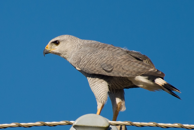 Was that a Gray Hawk or a Gray-lined Hawk I just saw? - eBird Central America