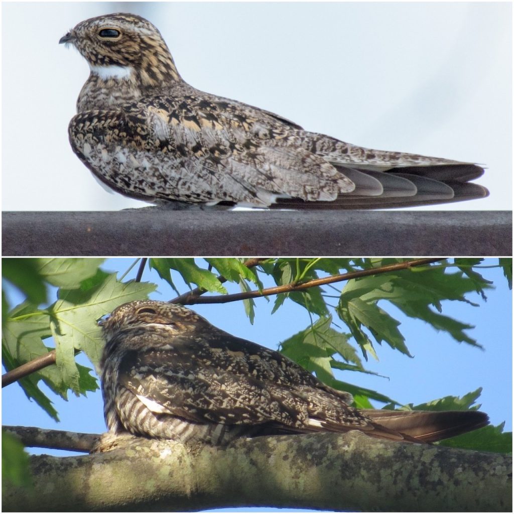 Retos de identificación: los nighthawks del género Chordeiles - eBird Central America