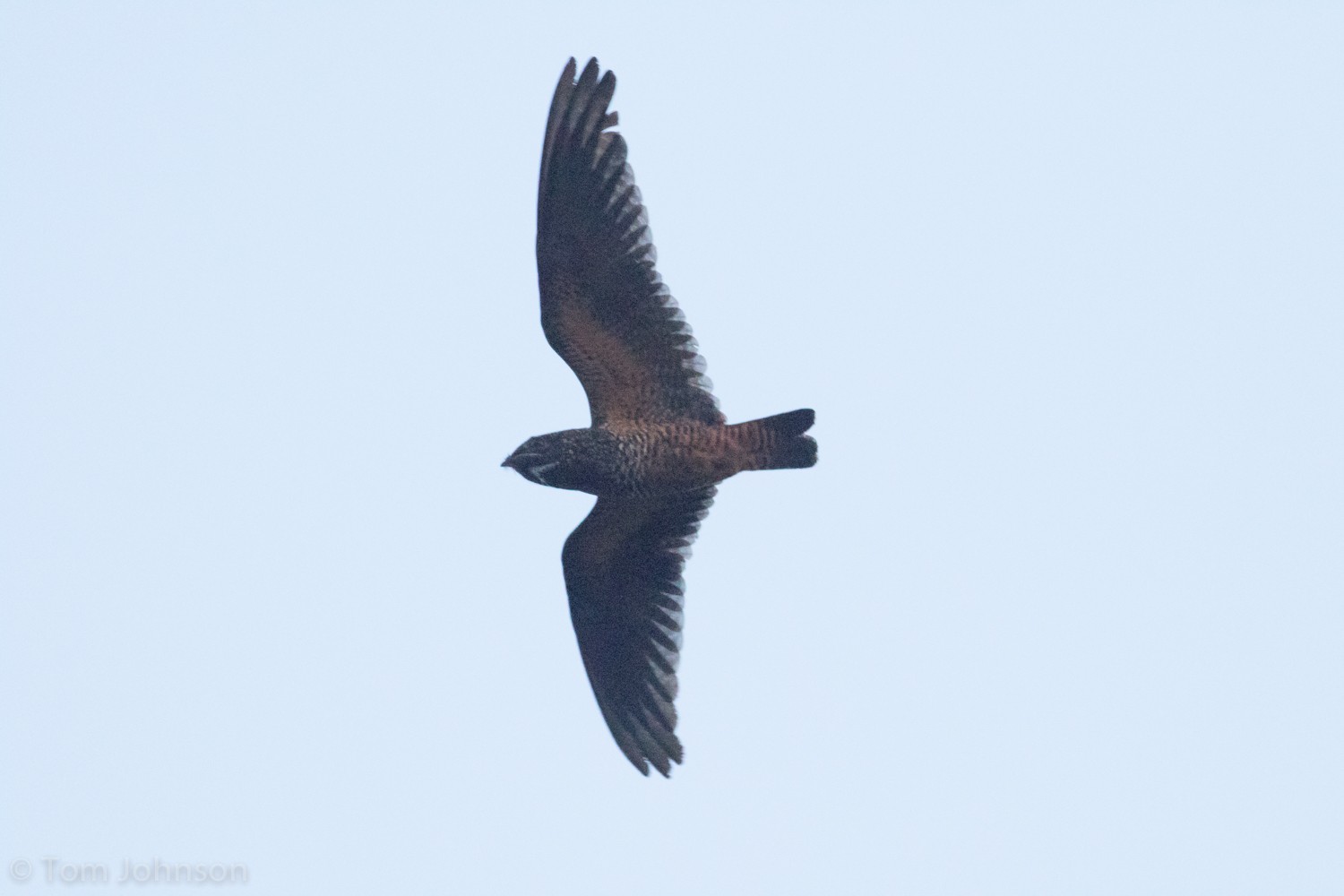 ID challenges: The Chordeiles nighthawks - eBird Central America