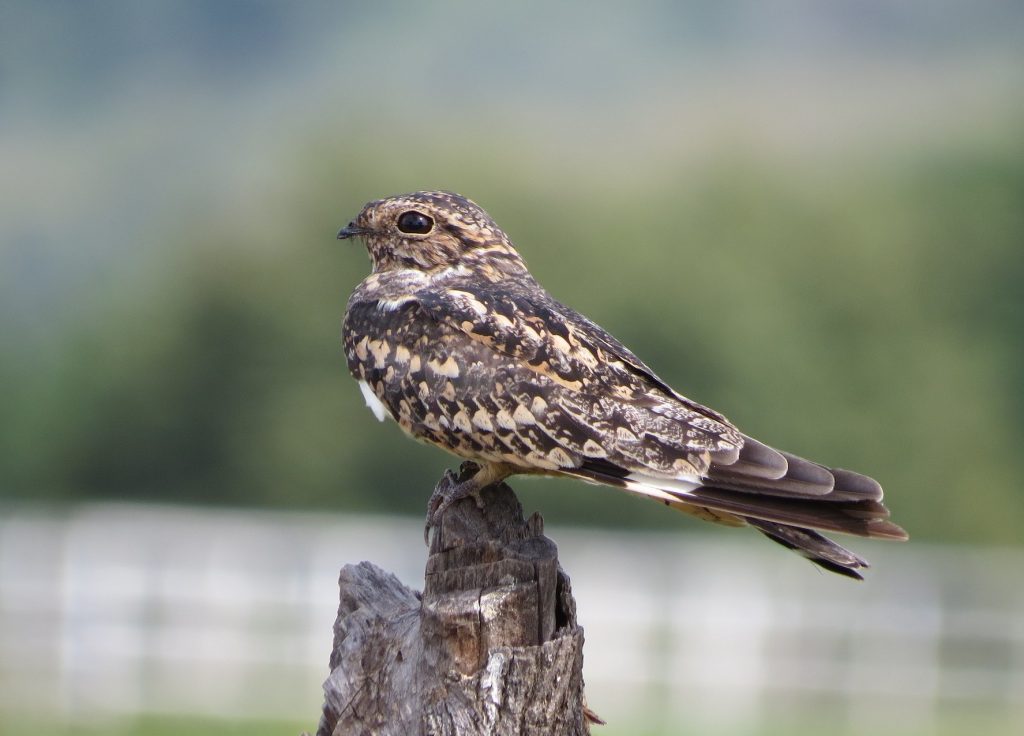 ID challenges: The Chordeiles nighthawks - eBird Central America