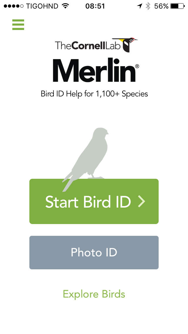 Introducing Merlin Guatemala and Merlin Belize - eBird Central America