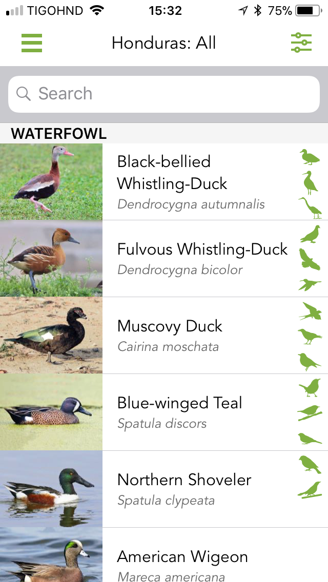 Merlin bird packs for Honduras and El Salvador released! - eBird ...