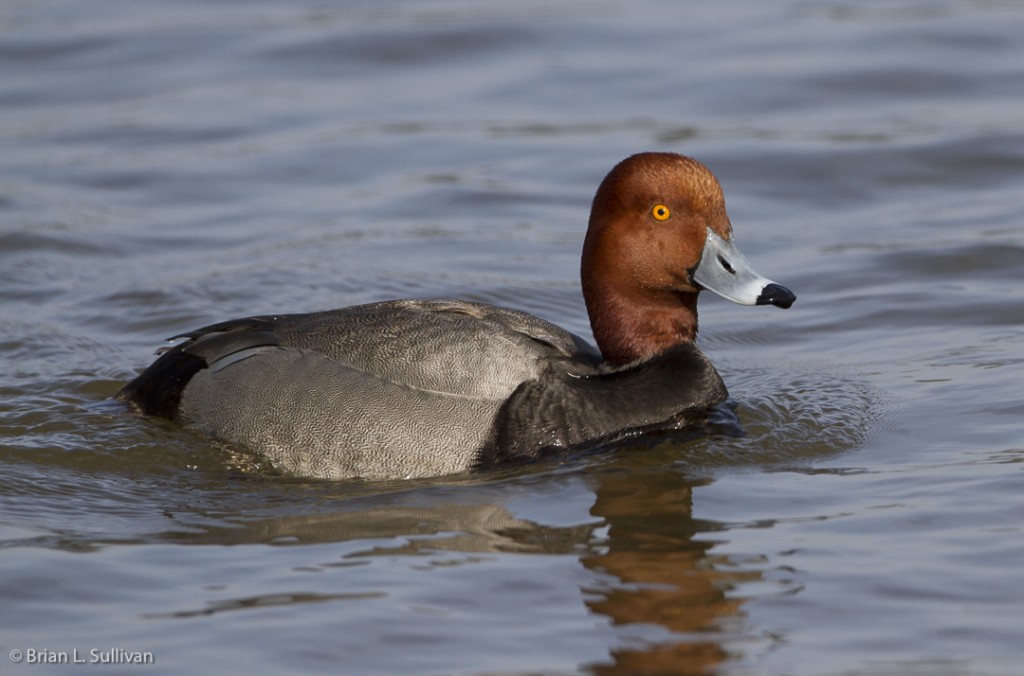 Patos migratorios - eBird Central America