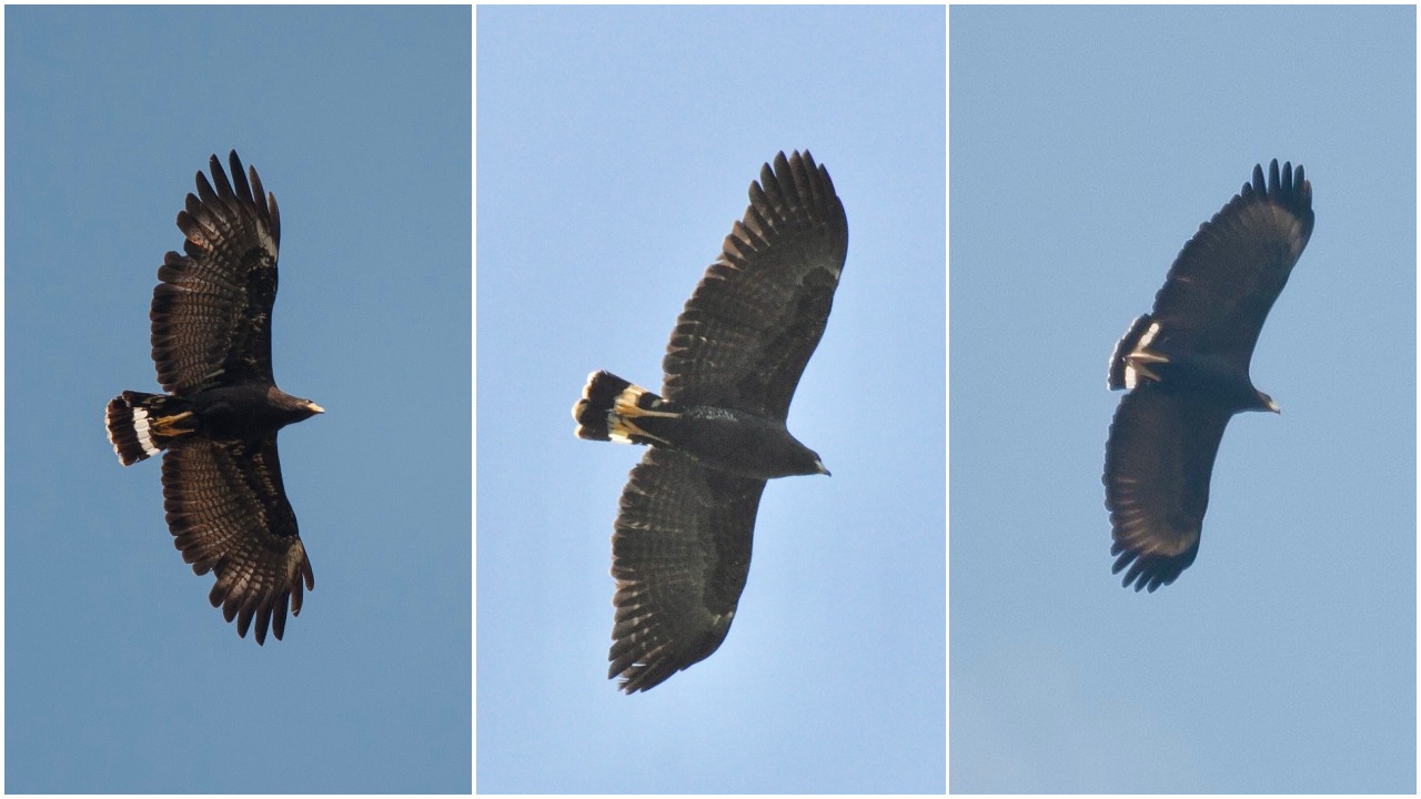 Id Challenges The Buteogallus Hawks Ebird Central America