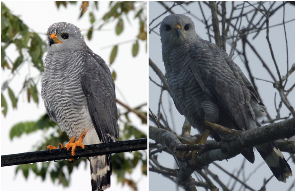 Was that a Gray Hawk or a Gray-lined Hawk I just saw? - eBird Central America