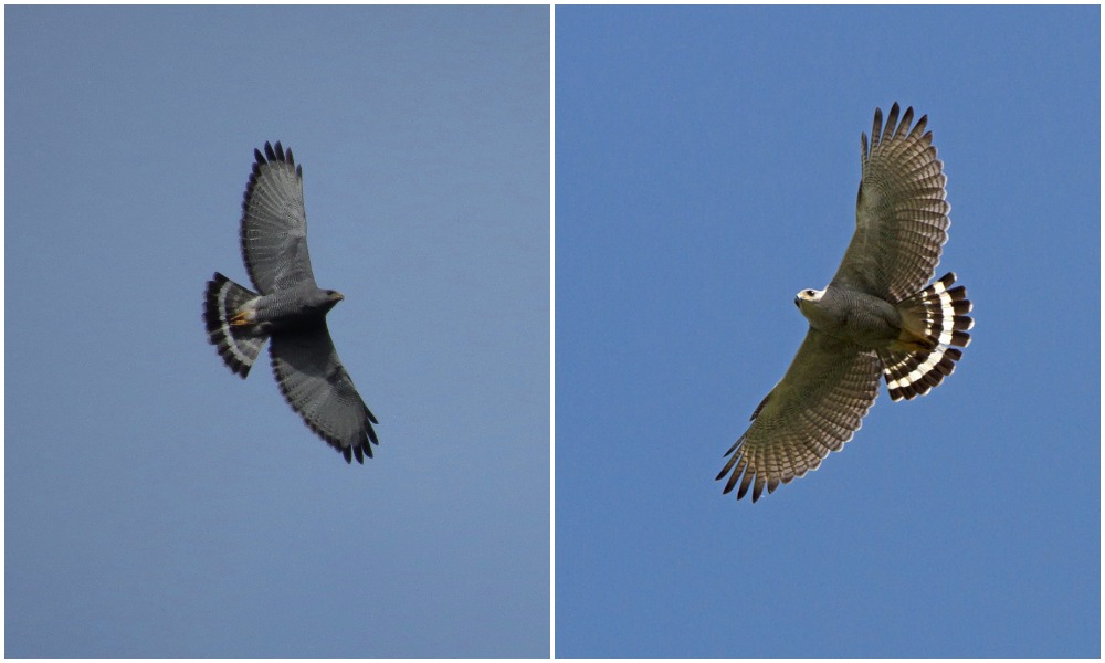 Was that a Gray Hawk or a Gray-lined Hawk I just saw? - eBird Central ...