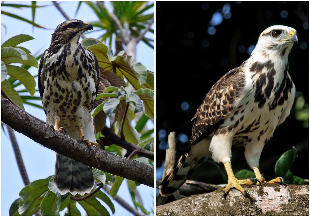 Was that a Gray Hawk or a Gray-lined Hawk I just saw? - eBird Central ...