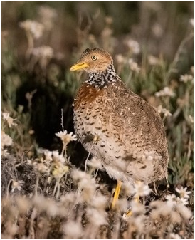Explorando multimedia en los mapas de eBird - eBird Argentina