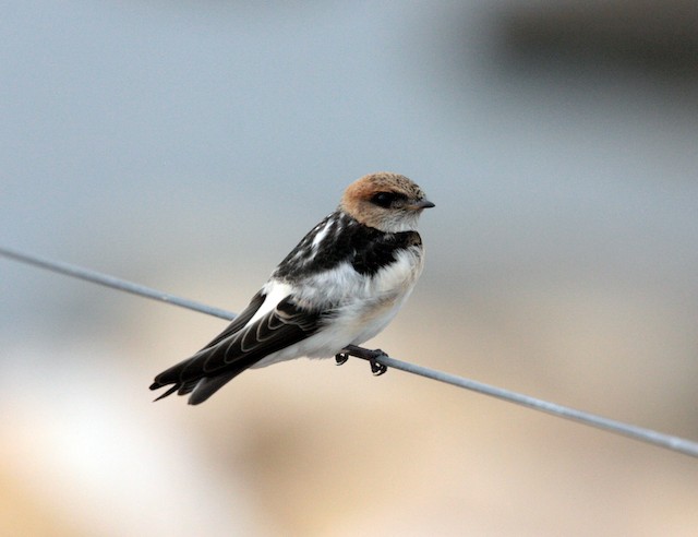 April eBirder of the Month Challenge - eBird Australia