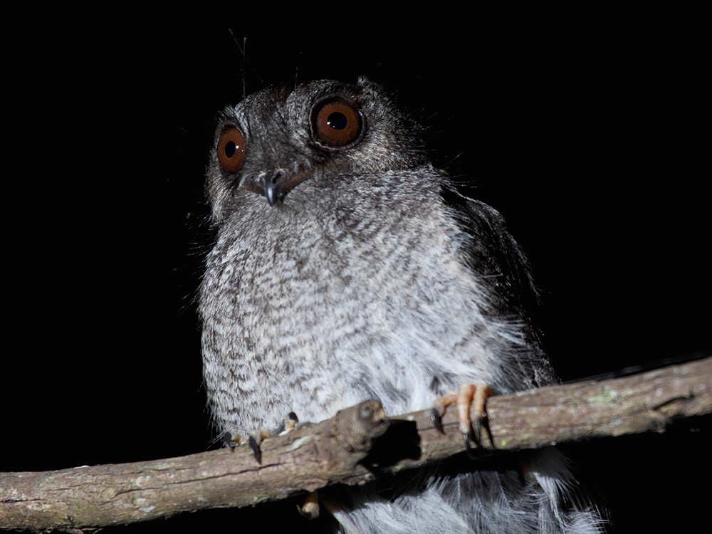 Bird of the Month: Australian Owlet Nightjar - eBird Australia