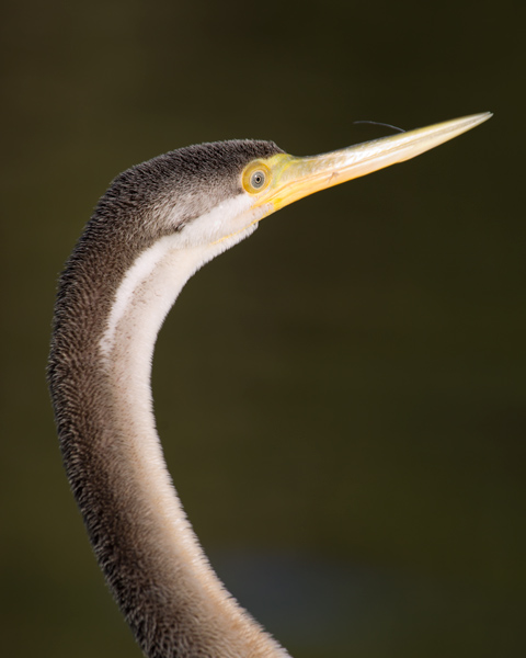 Do you know your cormorants? - eBird Australia