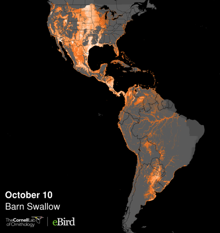 New full-hemisphere eBird animations - eBird Australia