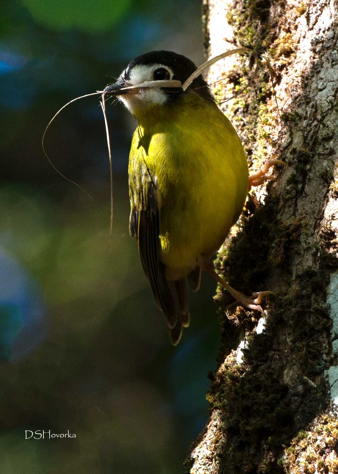 Global Big Day in Australia - eBird Australia