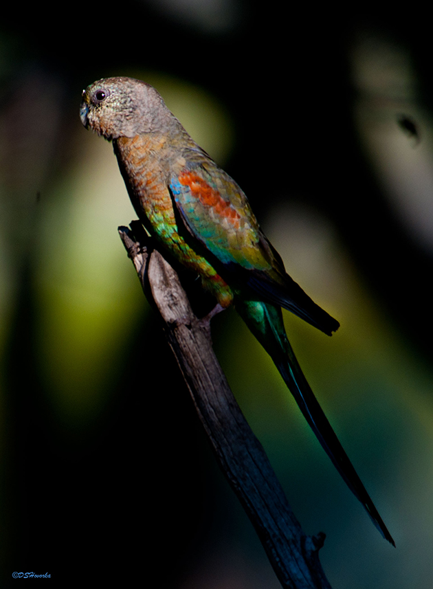 May eBirder of the Month Challenge - eBird Australia