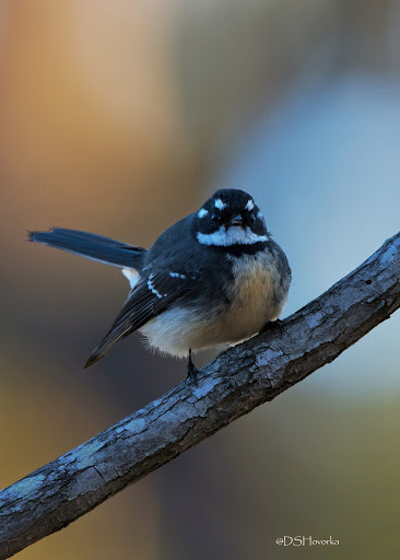 April eBirder of the Month Challenge - eBird Australia