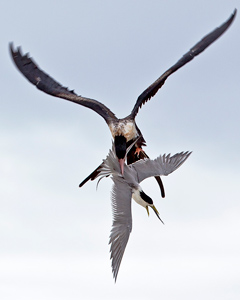 Growth of eBird Australia - eBird Australia