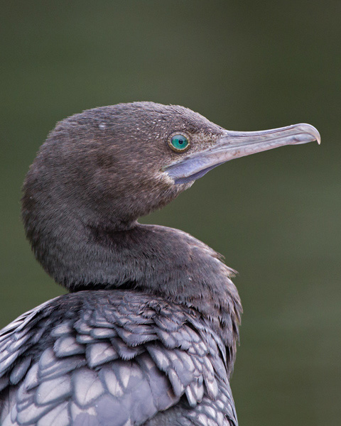 Do you know your cormorants? - eBird Australia