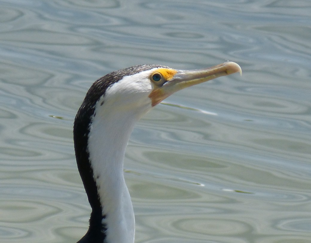 Do you know your cormorants? - eBird Australia