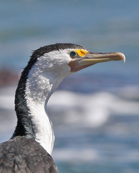 Do you know your cormorants? - eBird Australia