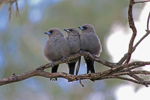 Get involved with an exciting project - spotting birds in the Murray ...
