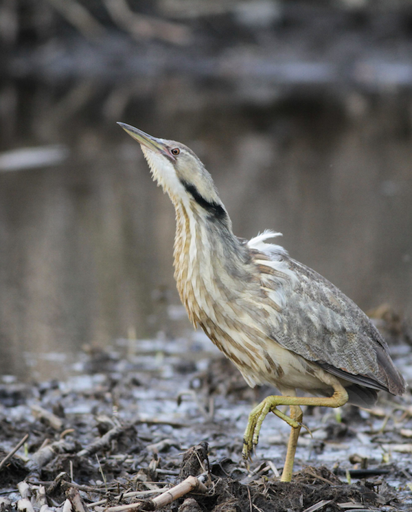 April eBirder of the Month Challenge - eBird Oregon