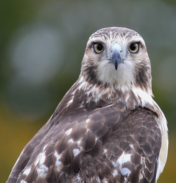 April Millions - eBird Pacific Northwest