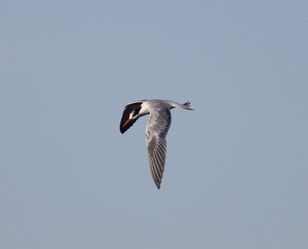 El Nino brings a wave of Elegant Terns - eBird Oregon