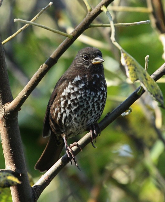 Fox Sparrows – one of the Northwest’s more confusing species - eBird Oregon