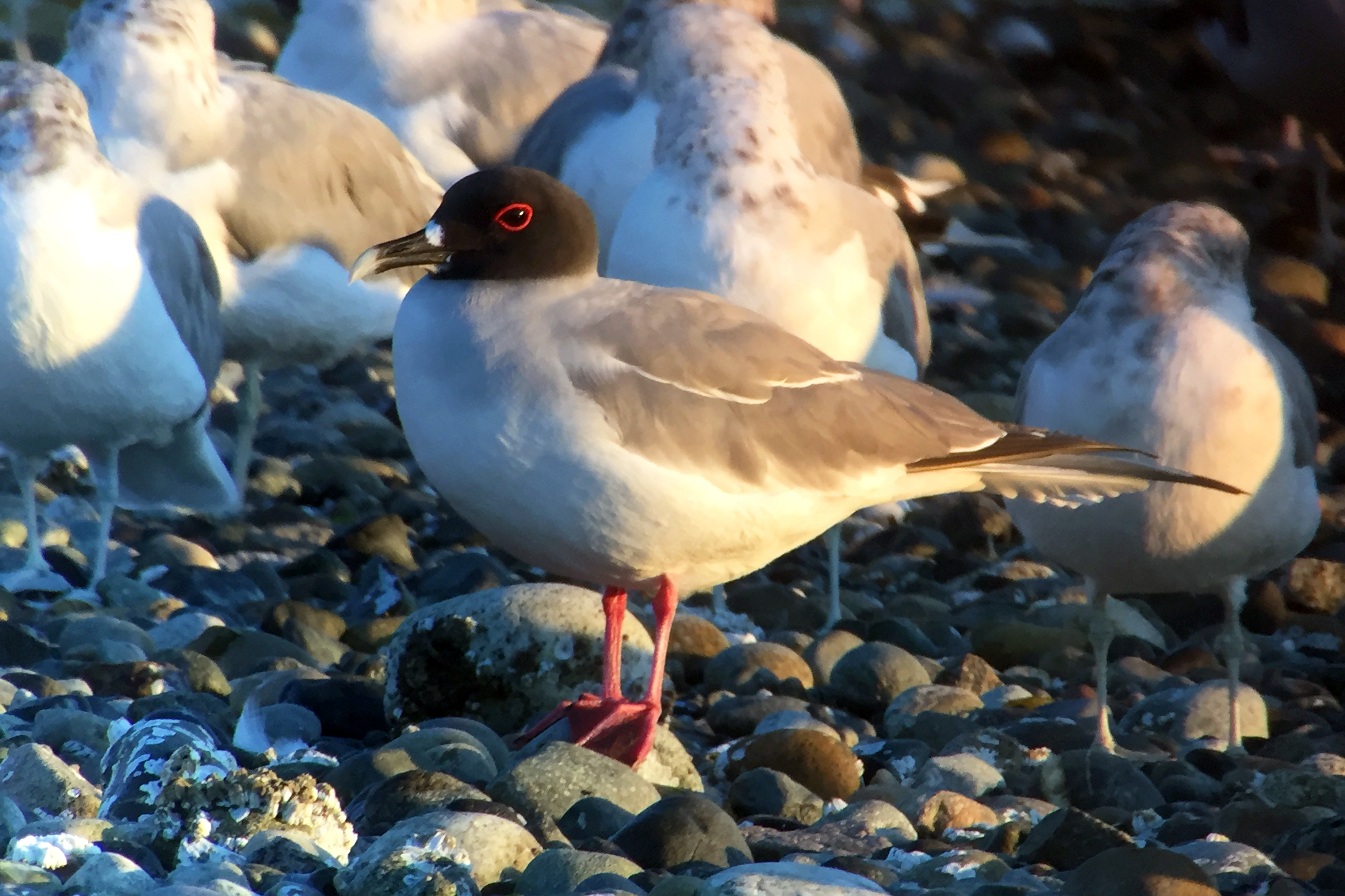 Swallow-tailed Gull appears in Puget Sound - eBird Oregon