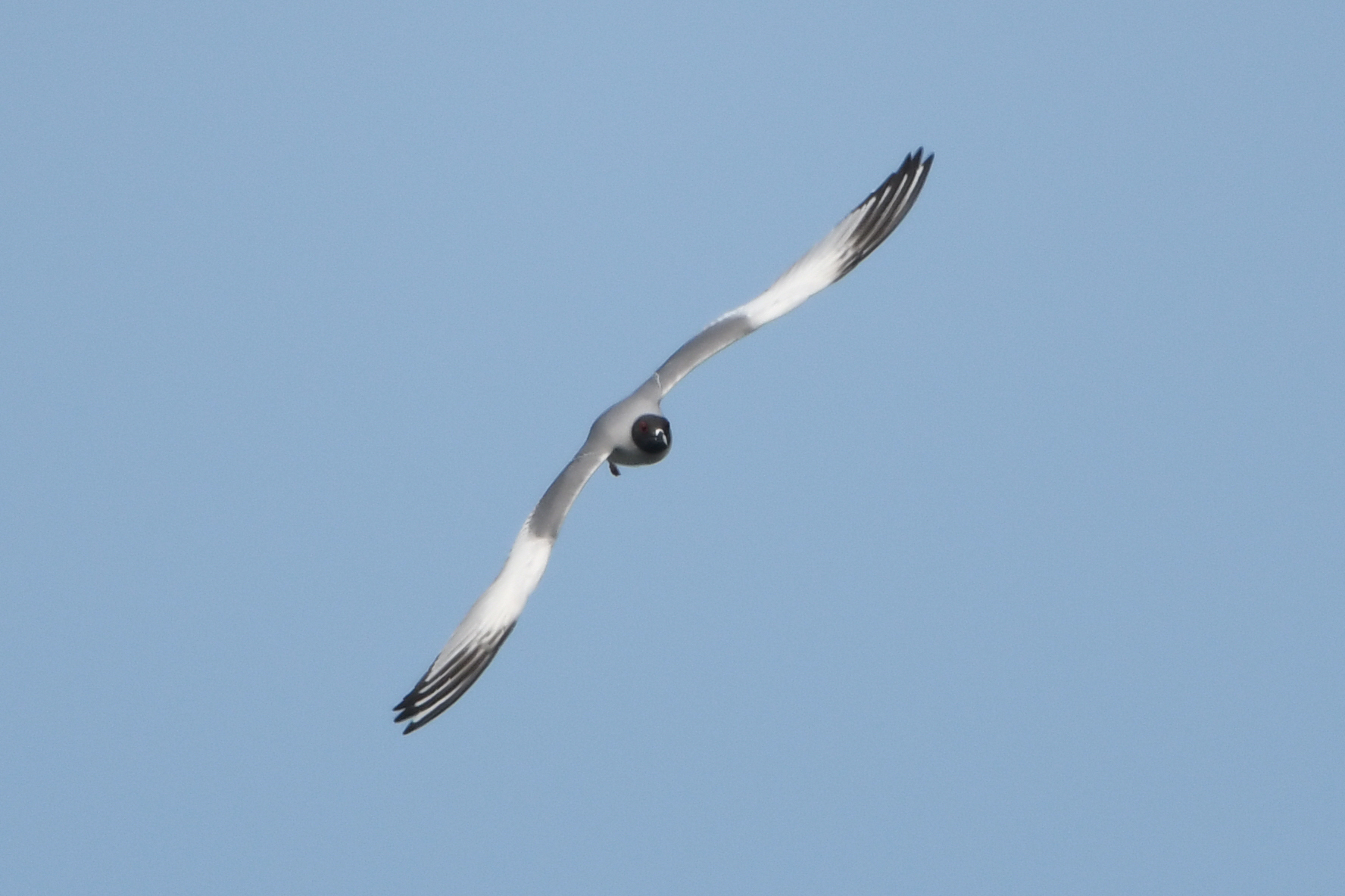 Swallow-tailed Gull appears in Puget Sound - eBird Oregon
