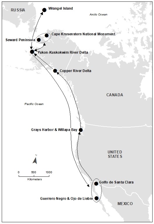 Meet the Red Knot - eBird Pacific Northwest
