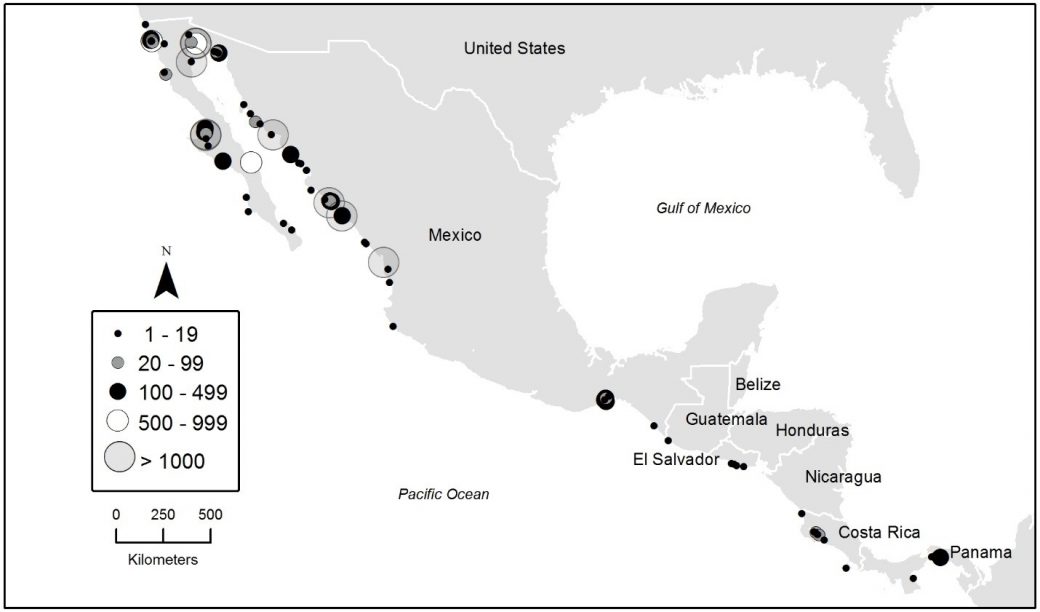 Meet the Red Knot - eBird Oregon