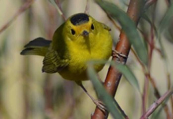 The Vanishing subspecies of Wilson's Warbler - eBird Oregon