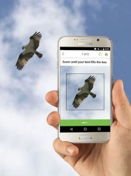 Automatic photo ID—thanks to your eBirding - eBird Oregon