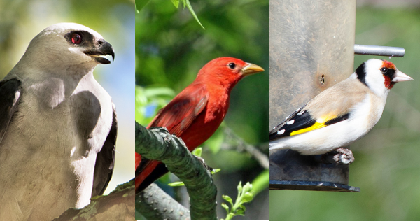 Sponsor a Species to Provide Critical Support to the Atlas - Wisconsin ...
