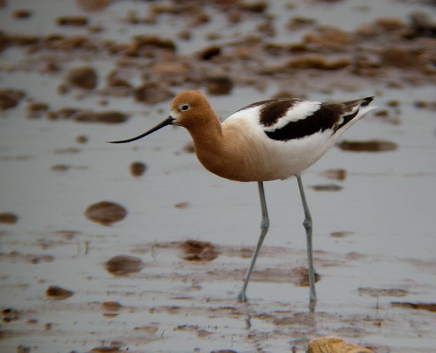 Atlaser Spotlight: Jim Frank - Wisconsin Breeding Bird Atlas