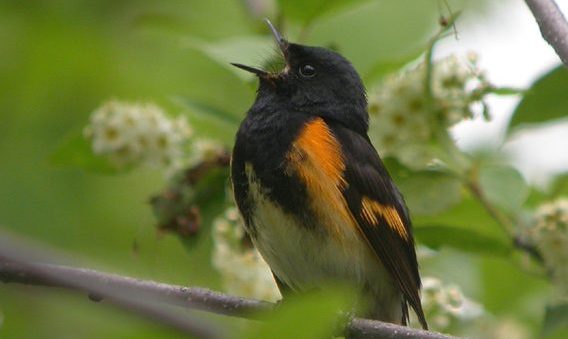 Tricky Coding Part I Early Season Issues When To Code And When To Wait Wisconsin Breeding
