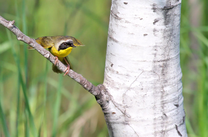 Tricky coding Part III: Distraction Displays vs. Agitation vs ...