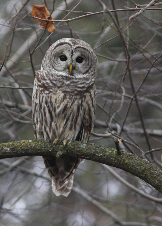 Guide To Nocturnal Atlasing: Part III – Tips for target species ...