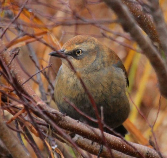 Nine Species Added to Sponsorship List: Help Fund the Atlas - Wisconsin ...