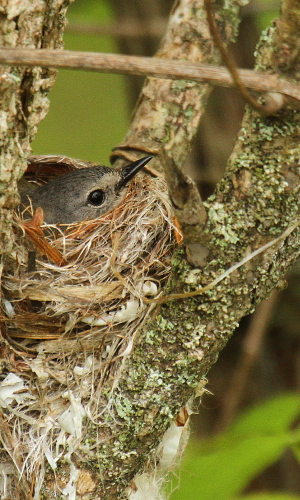 eBird Mobile 1.3: breeding and behavior codes - Wisconsin Breeding Bird ...