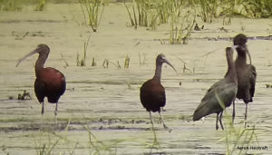 First ever Glossy Ibis breeding in Wisconsin! - Wisconsin Breeding Bird ...