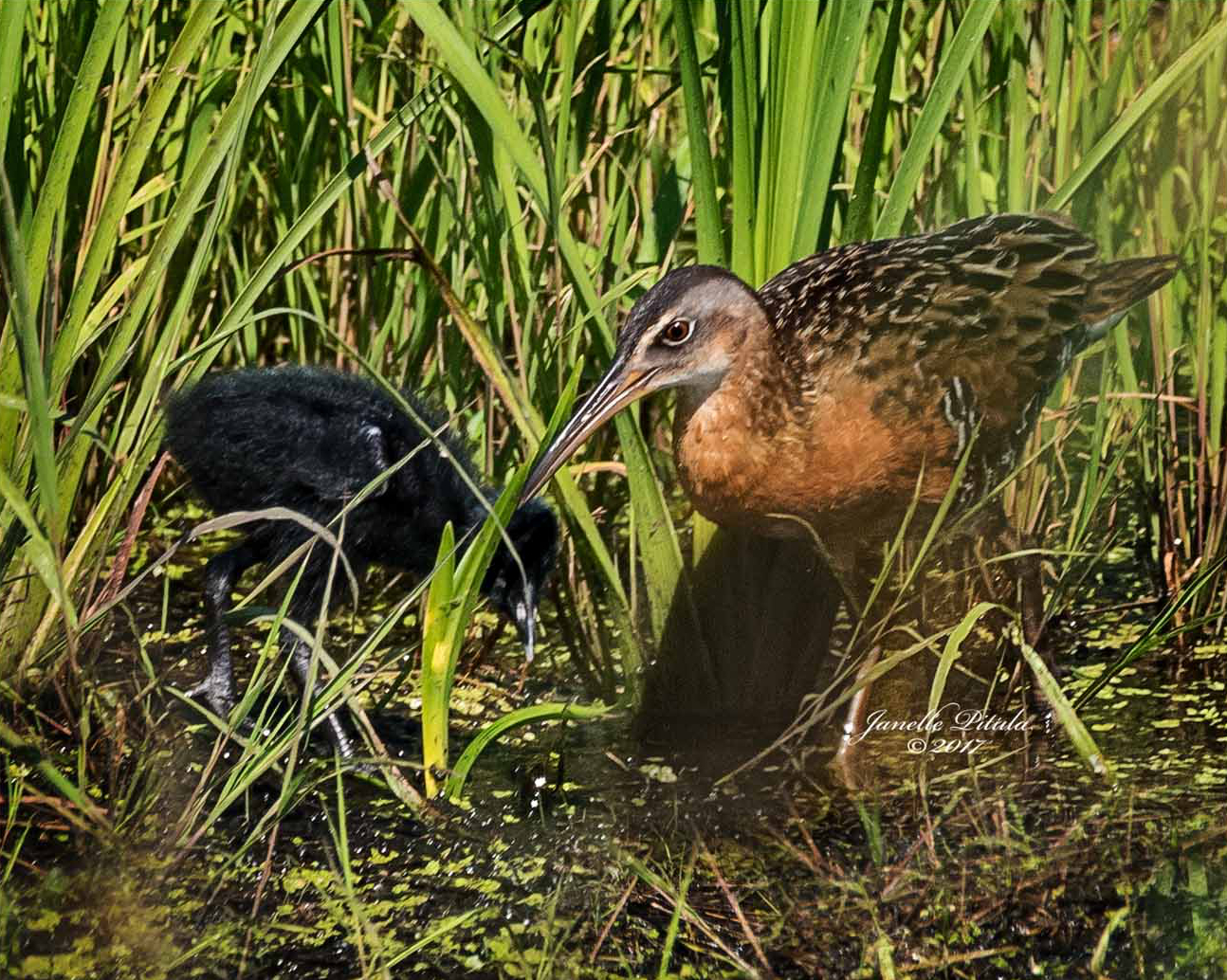 Season 3 Preliminary Results and Stats - Wisconsin Breeding Bird Atlas