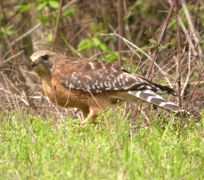 Species Survey Strategy - Rare Forest Raptors - Wisconsin Breeding Bird ...