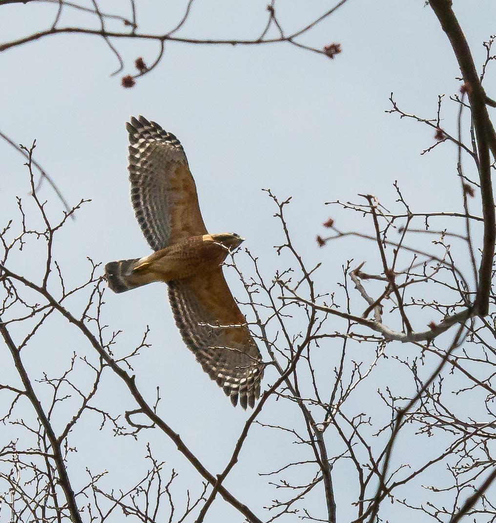Species Survey Strategy - Rare Forest Raptors - Wisconsin Breeding Bird ...