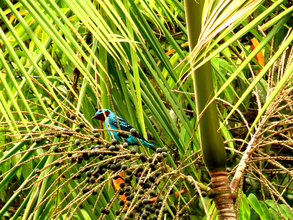 A beleza das cores das aves amazônicas pode estar ameaçada pelo ...
