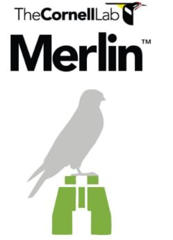 Você conhece o Merlin? - eBird Brazil