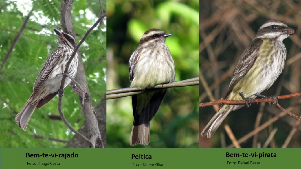 Como diferenciar os rajados: bem-te-vi-rajado, peitica e bem-te-vi-pirata - eBird Brazil