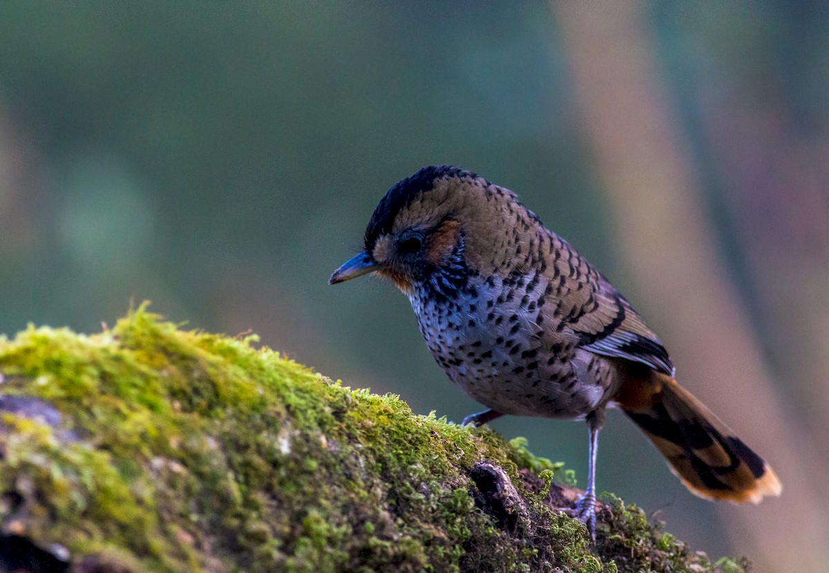 What's on in January - eBird India