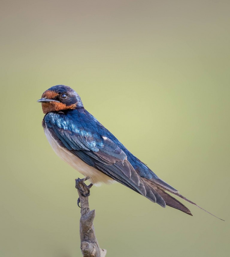 What's on in February - eBird India